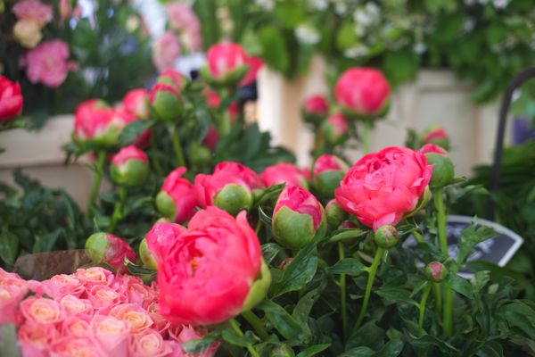 Peony Season in Paris